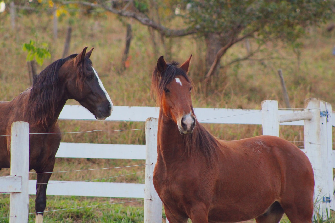 10 curiosidades sobre os cavalos