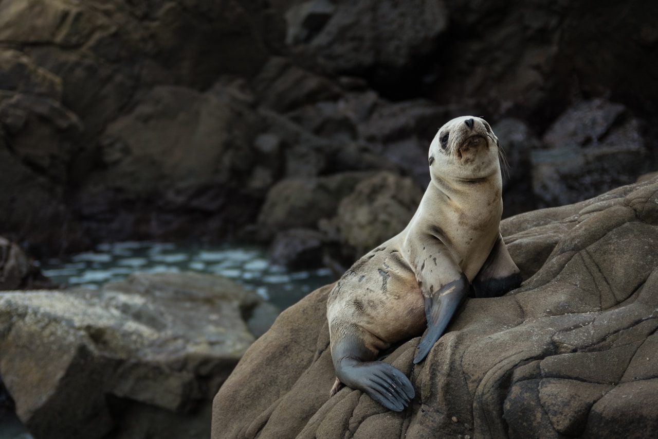 10 curiosidades sobre as focas